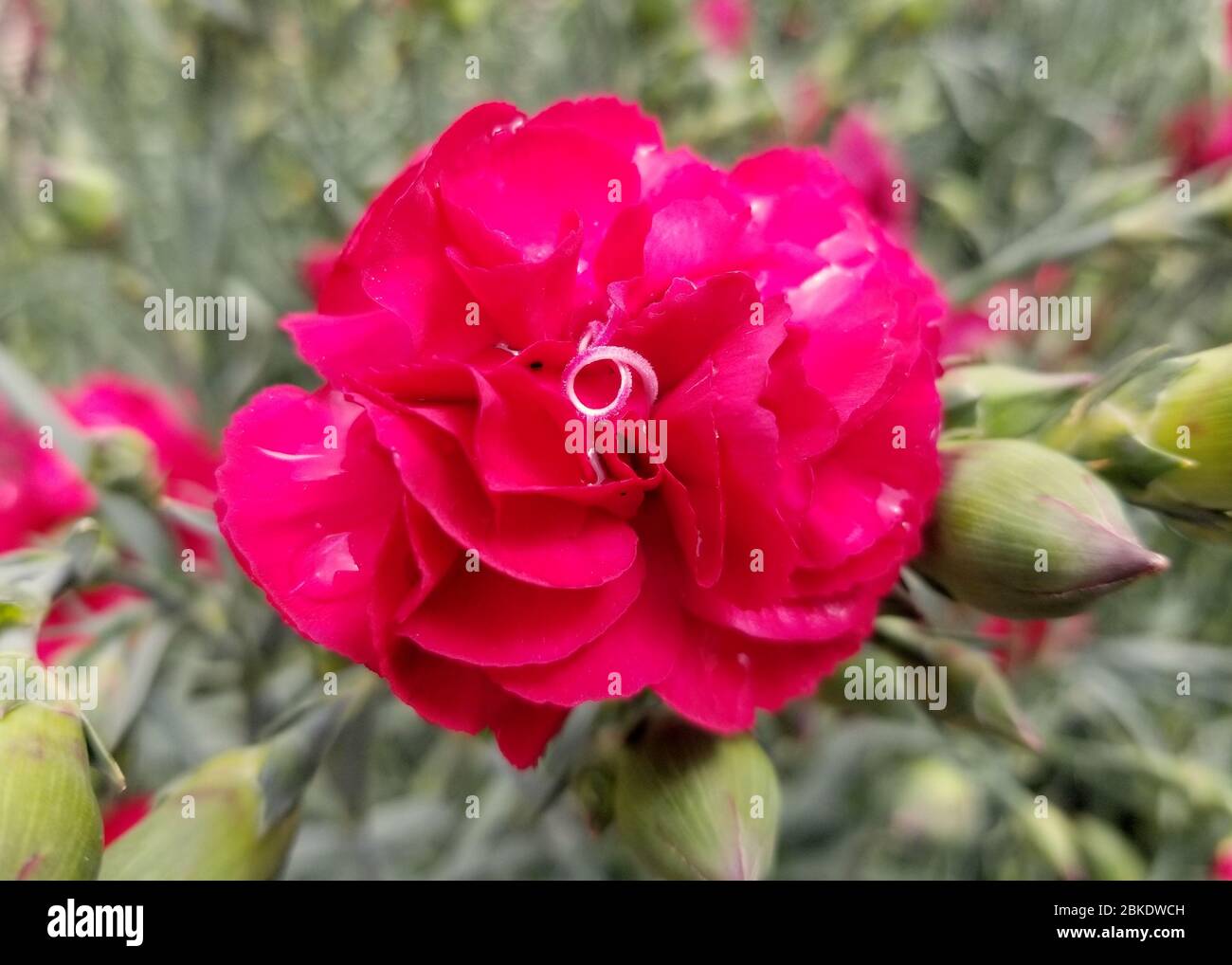 Rubys tuesday dianthus hi-res stock photography and images - Alamy