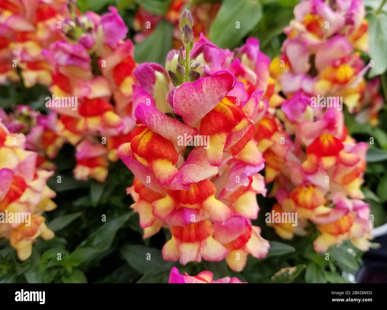 Mixed color of Snapdragon Sunset, an upright annual flower Stock Photo ...