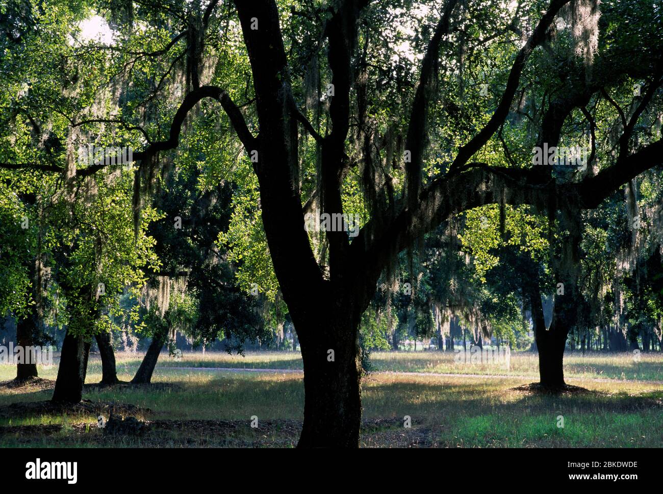 Colleton hi-res stock photography and images - Alamy