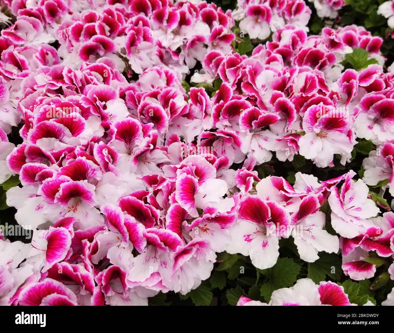 Regal geranium hi-res stock photography and images - Alamy