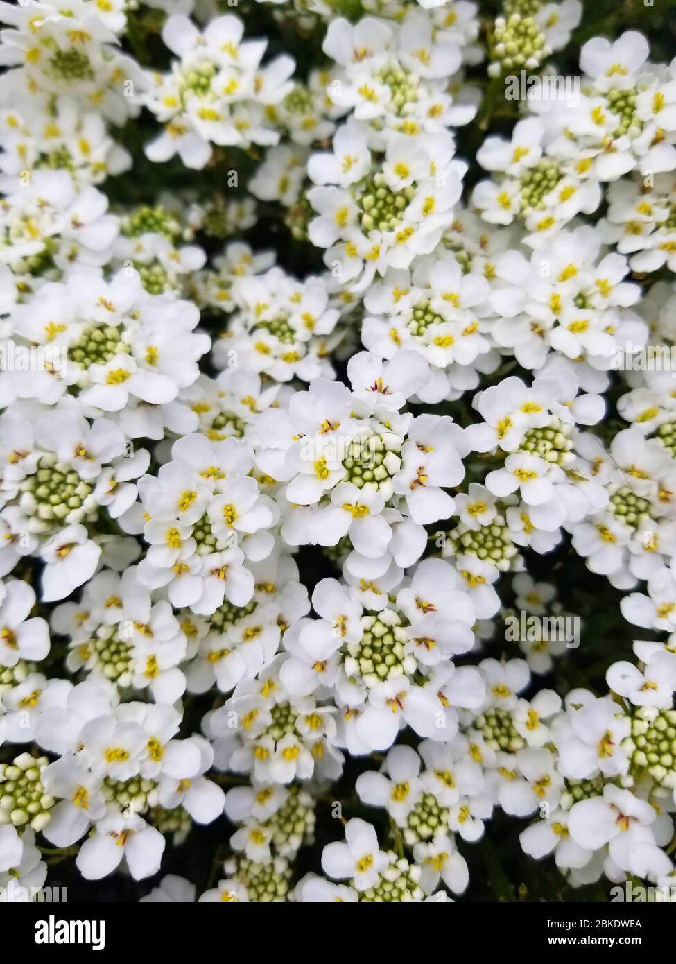 White candytuft hi-res stock photography and images - Alamy