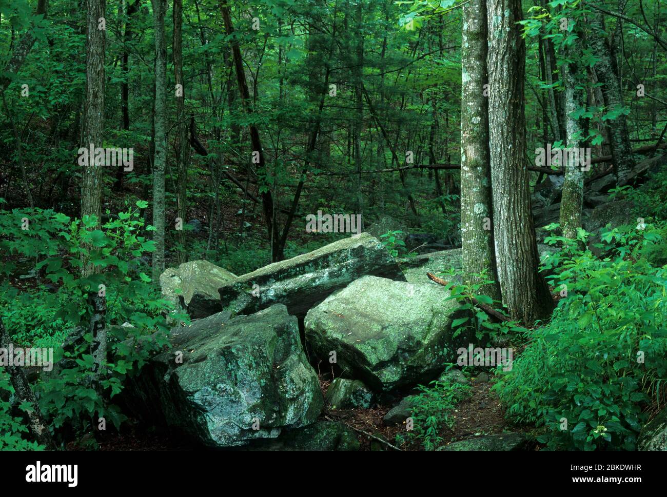 Forest, Sumter National Forest, South Carolina Stock Photo - Alamy