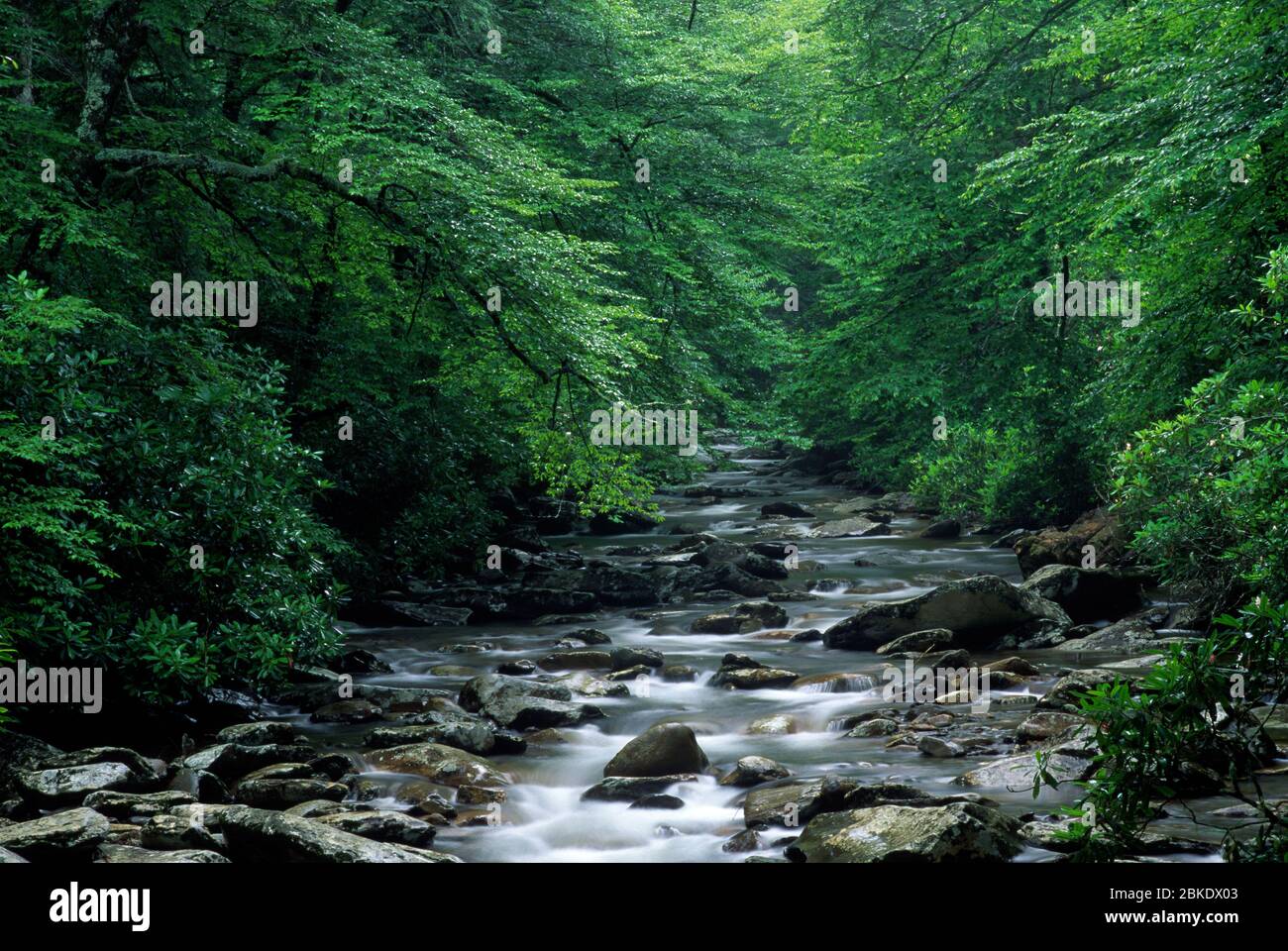 North Prong Little Pigeon River, Great Smoky Mountains National Park ...