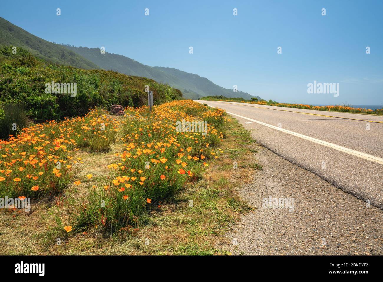 Road Side Flowers High Resolution Stock Photography and Images - Alamy