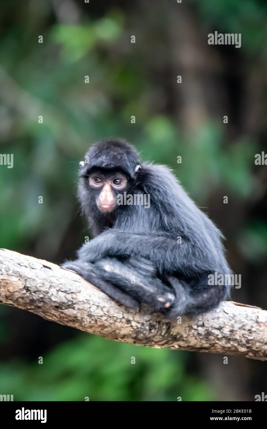 Peruvian Spider Monkey (Ateles chamek) sits on a branch overhanging the ...