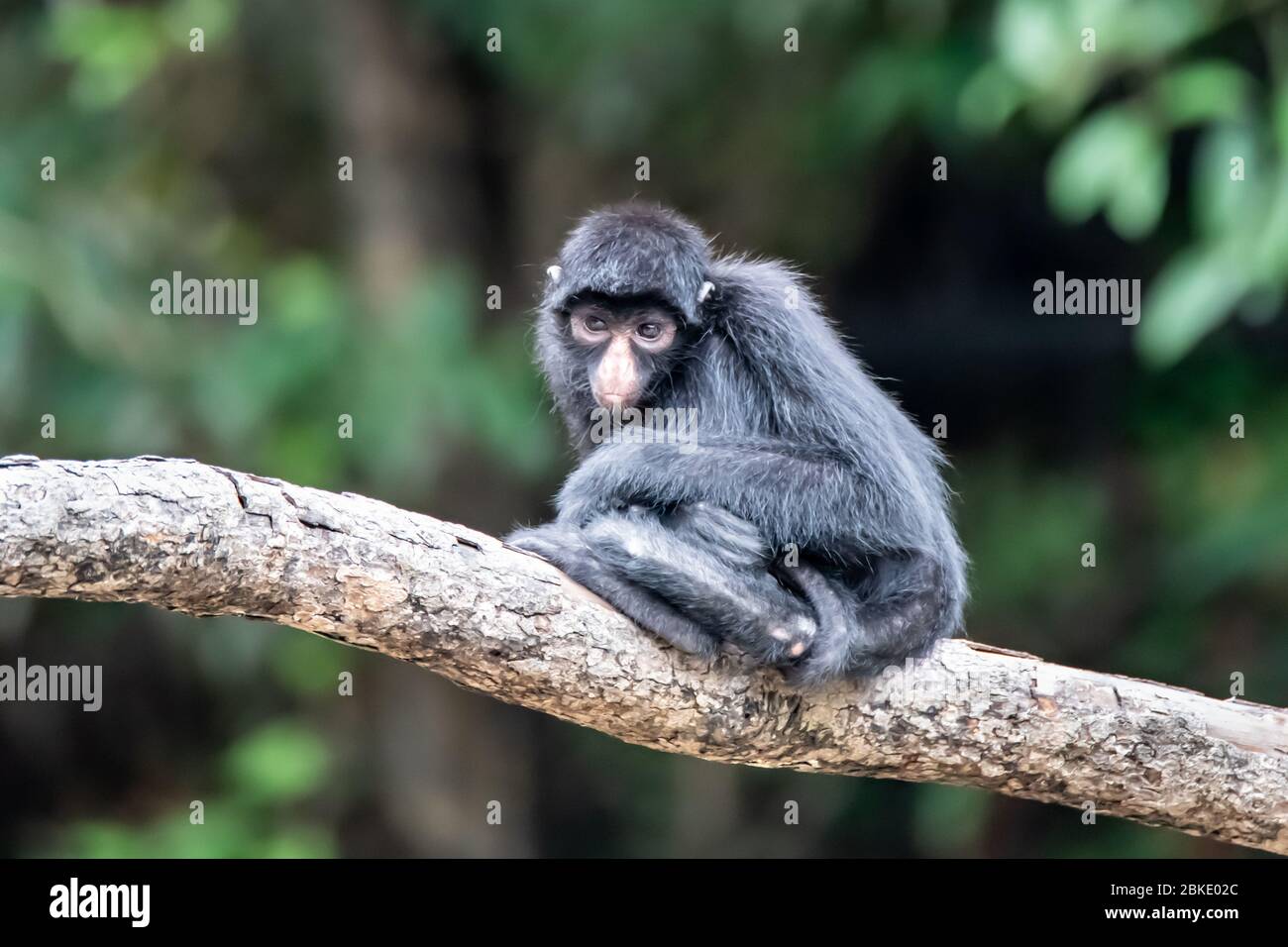 Peruvian Spider Monkey (Ateles chamek) sits on a branch overhanging the ...