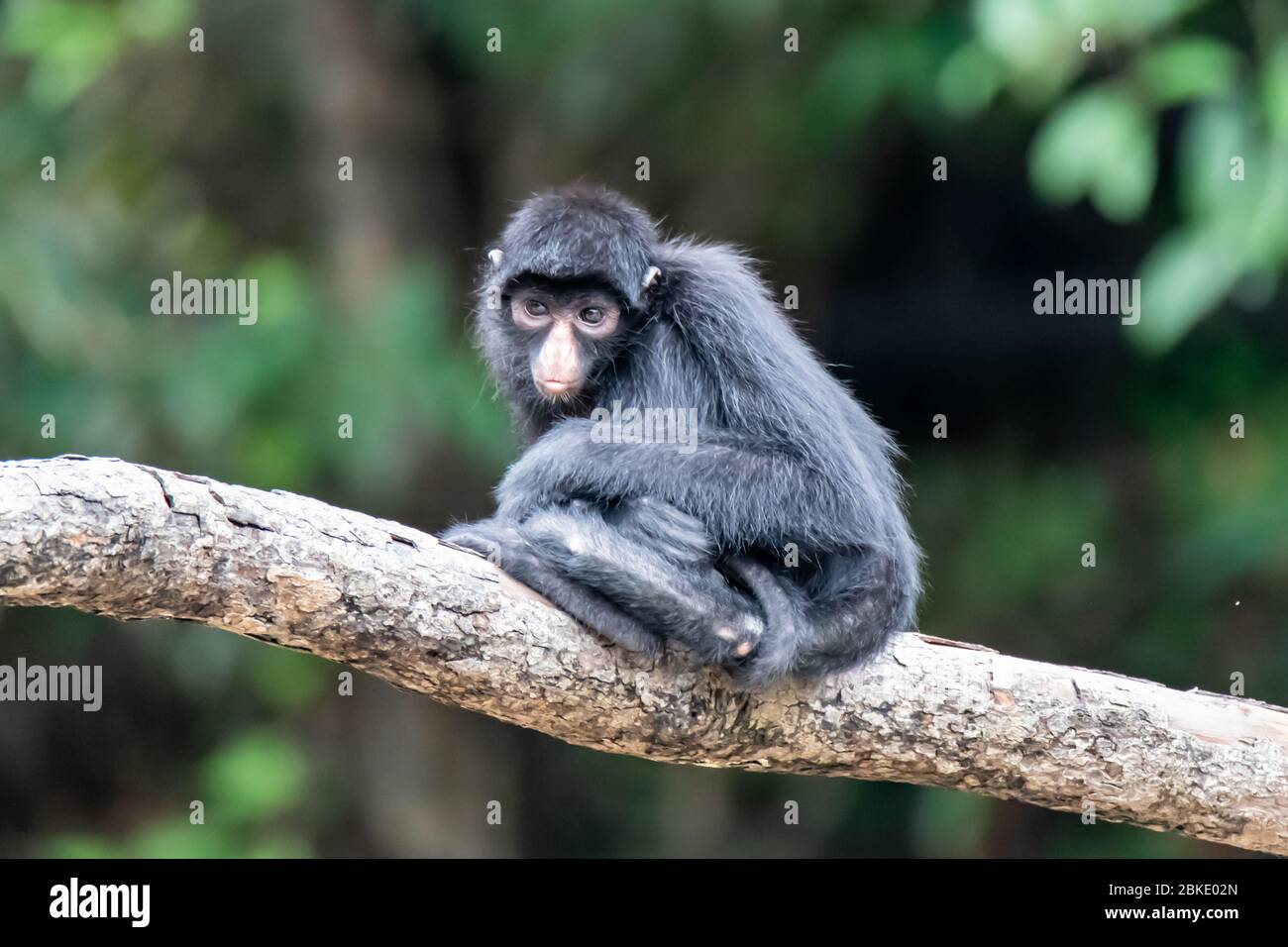 Endangered peruvian spider monkey hi-res stock photography and images ...