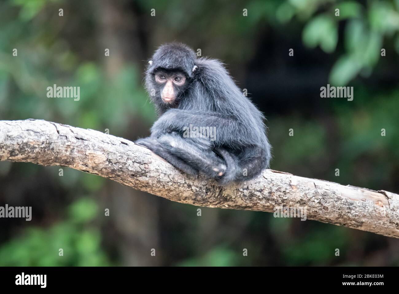 Peruvian Spider Monkey (Ateles chamek) sits on a branch overhanging the ...