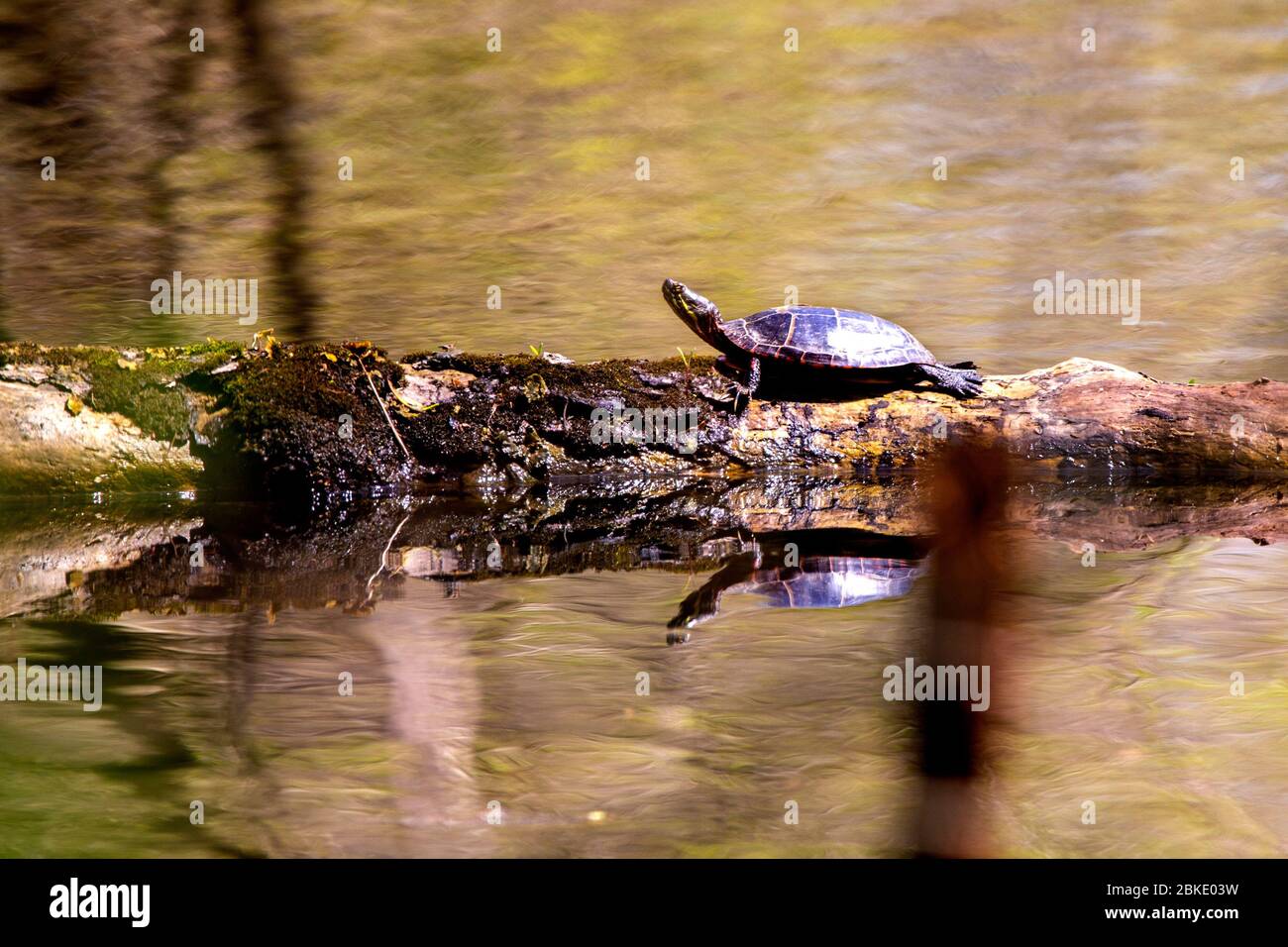 A painted turtle suns itself on a log in a vernal pool at Quinnipiac ...