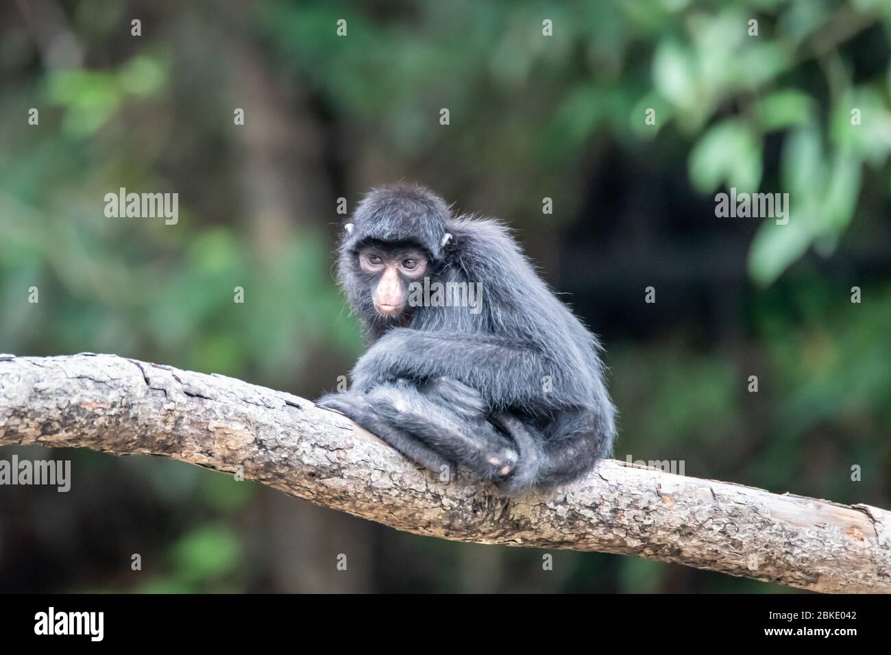Amazon rainforest spider monkey hi-res stock photography and images - Alamy