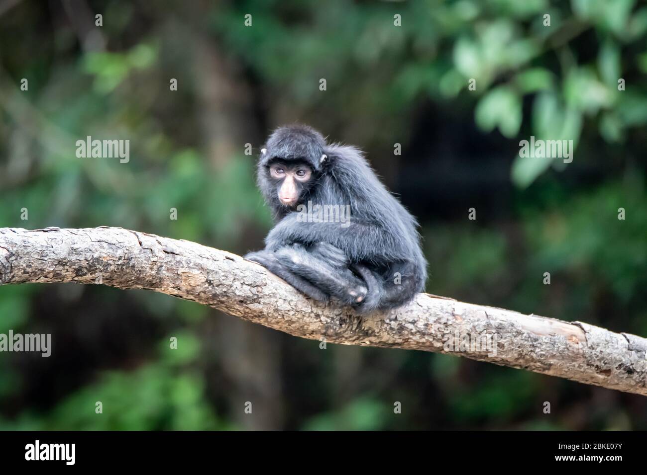 Peruvian Spider Monkey (Ateles chamek) sits on a branch overhanging the ...