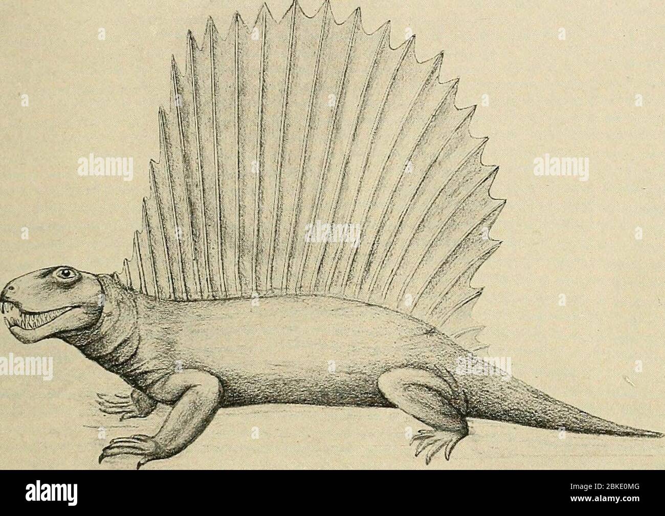 "Water reptiles of the past and present" (1914 Stock Photo - Alamy