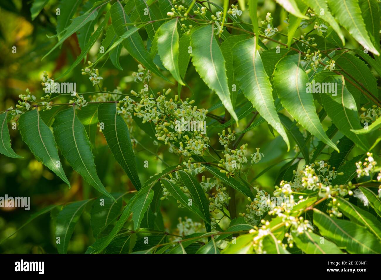 Close view of neem tree with flowers (Azadirachta indica). Also known ...