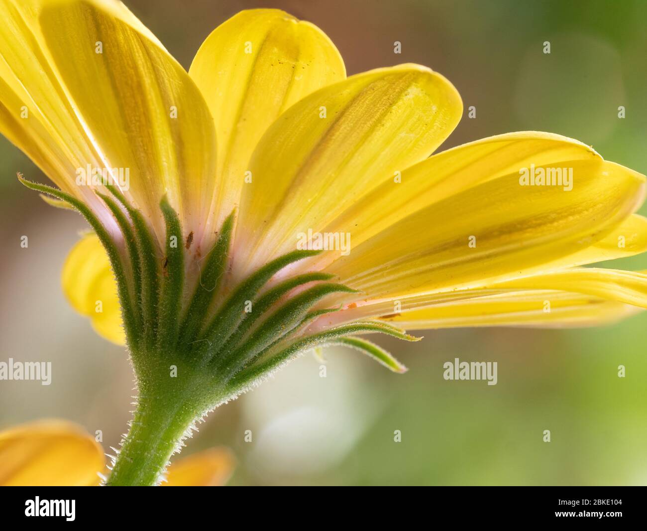 Underneath daisy flower hi-res stock photography and images - Alamy