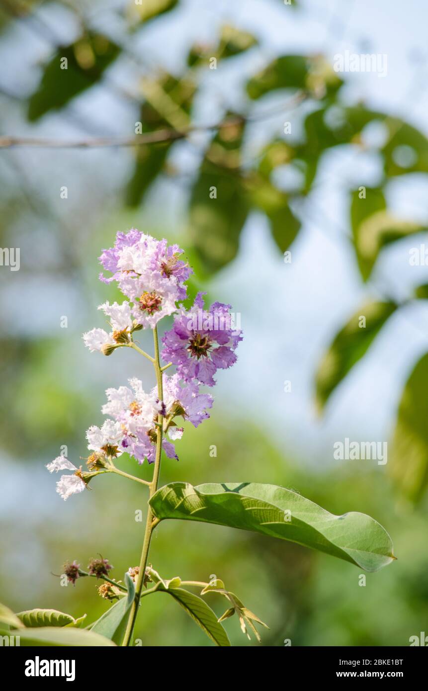 Lagerstroemia bark hi-res stock photography and images - Alamy