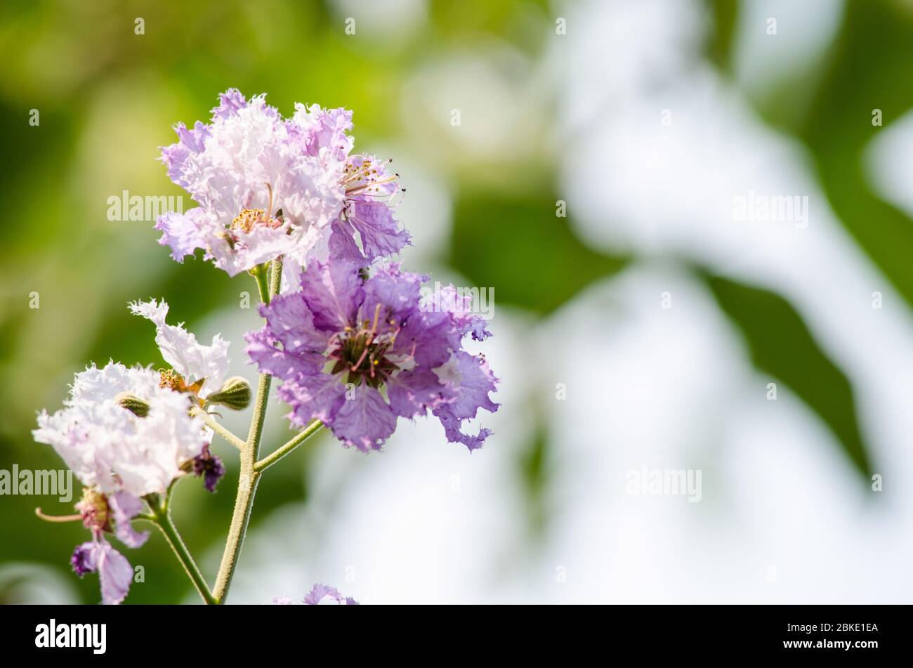 Lagerstroemia bark hi-res stock photography and images - Alamy