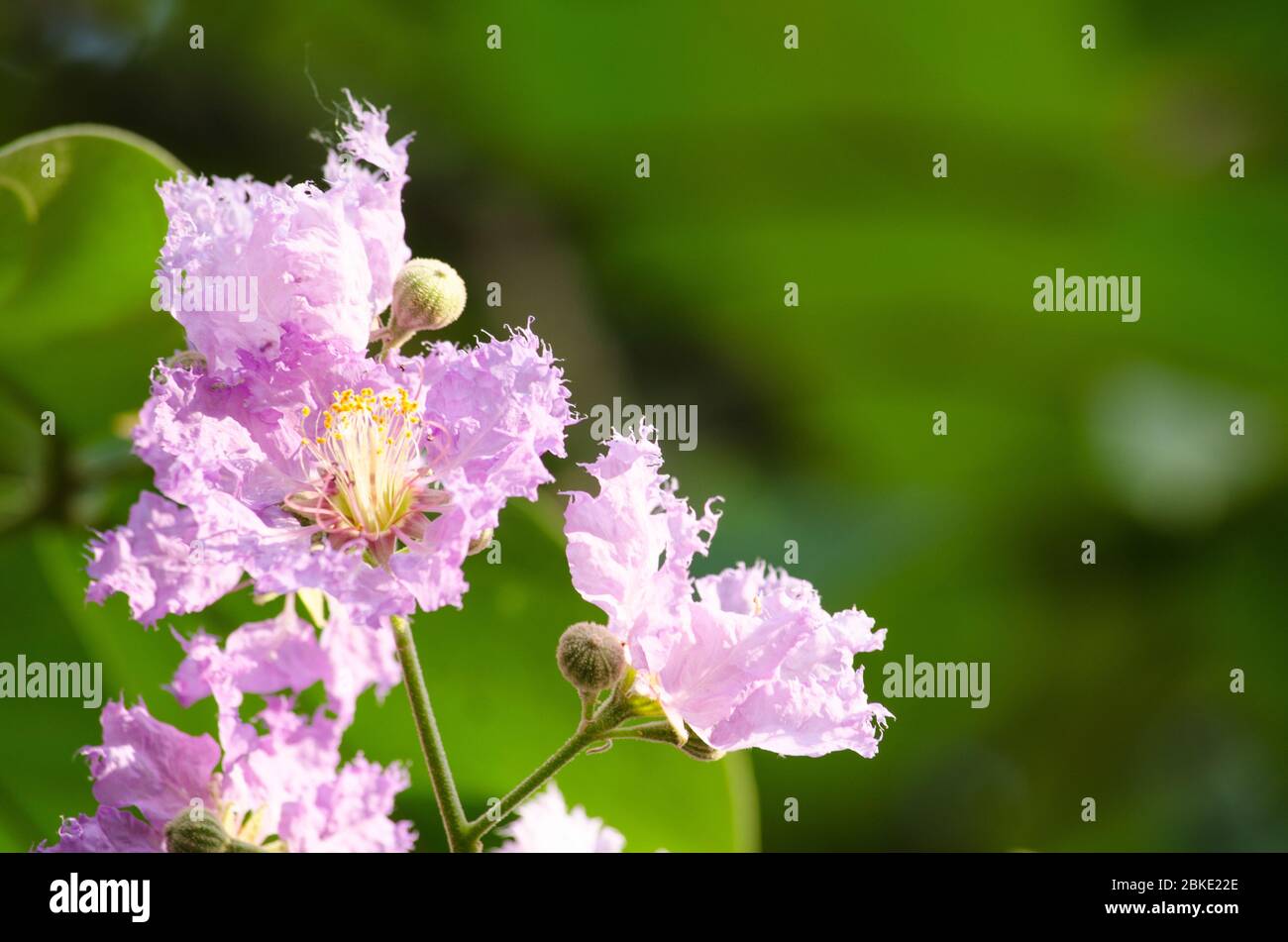 Lythraceae family hi-res stock photography and images - Alamy