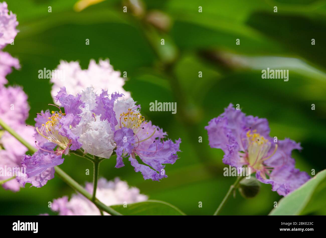 Lagerstroemia bark hi-res stock photography and images - Alamy