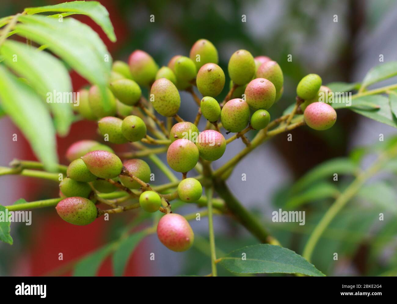 Colorful fruits of curry tree Stock Photo - Alamy