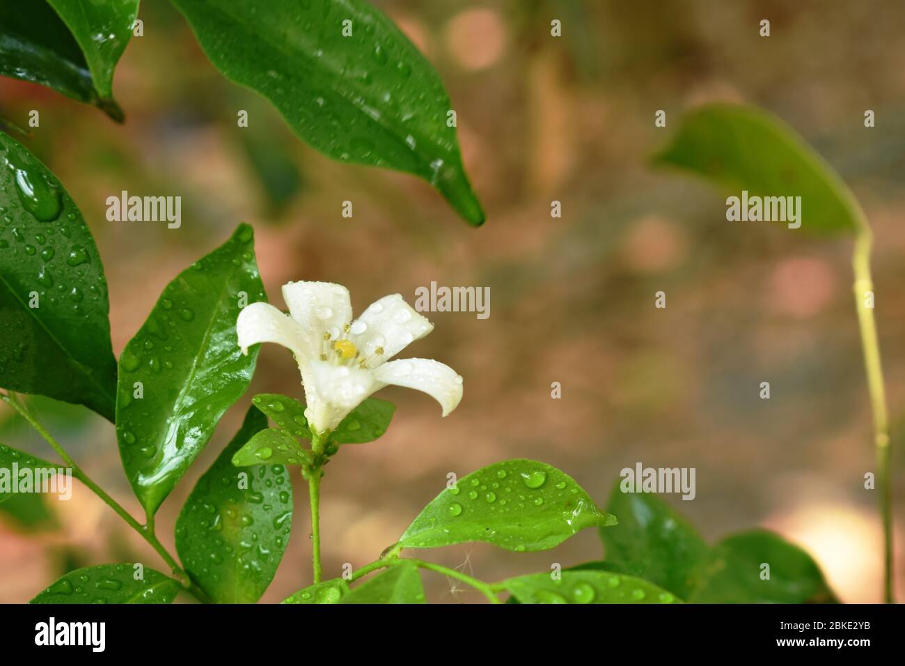 Night Blooming Jasmine Flower High Resolution Stock Photography and ...