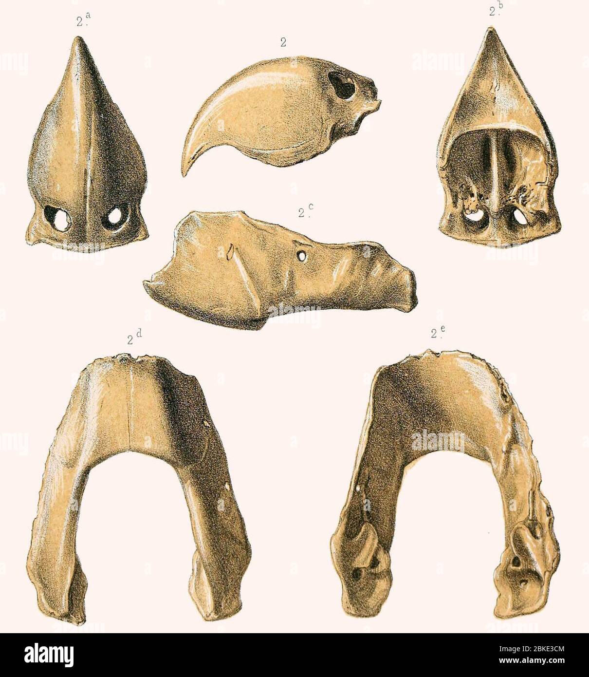 Necropsittacus rodericanus hi-res stock photography and images - Alamy