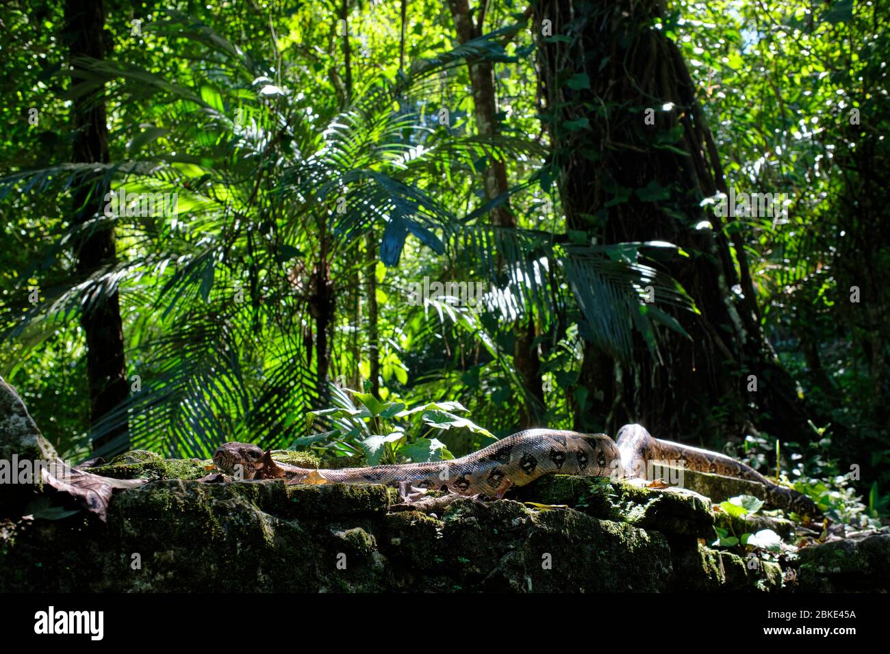 Boa lying in the sun on the ruins of a wall at the Palenque ...
