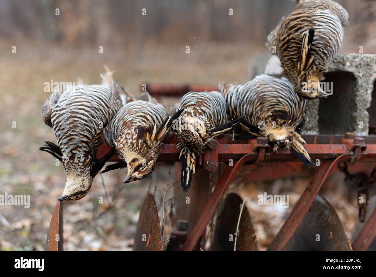A successful day of Prairie Chicken hunting in Nebraska Stock Photo - Alamy