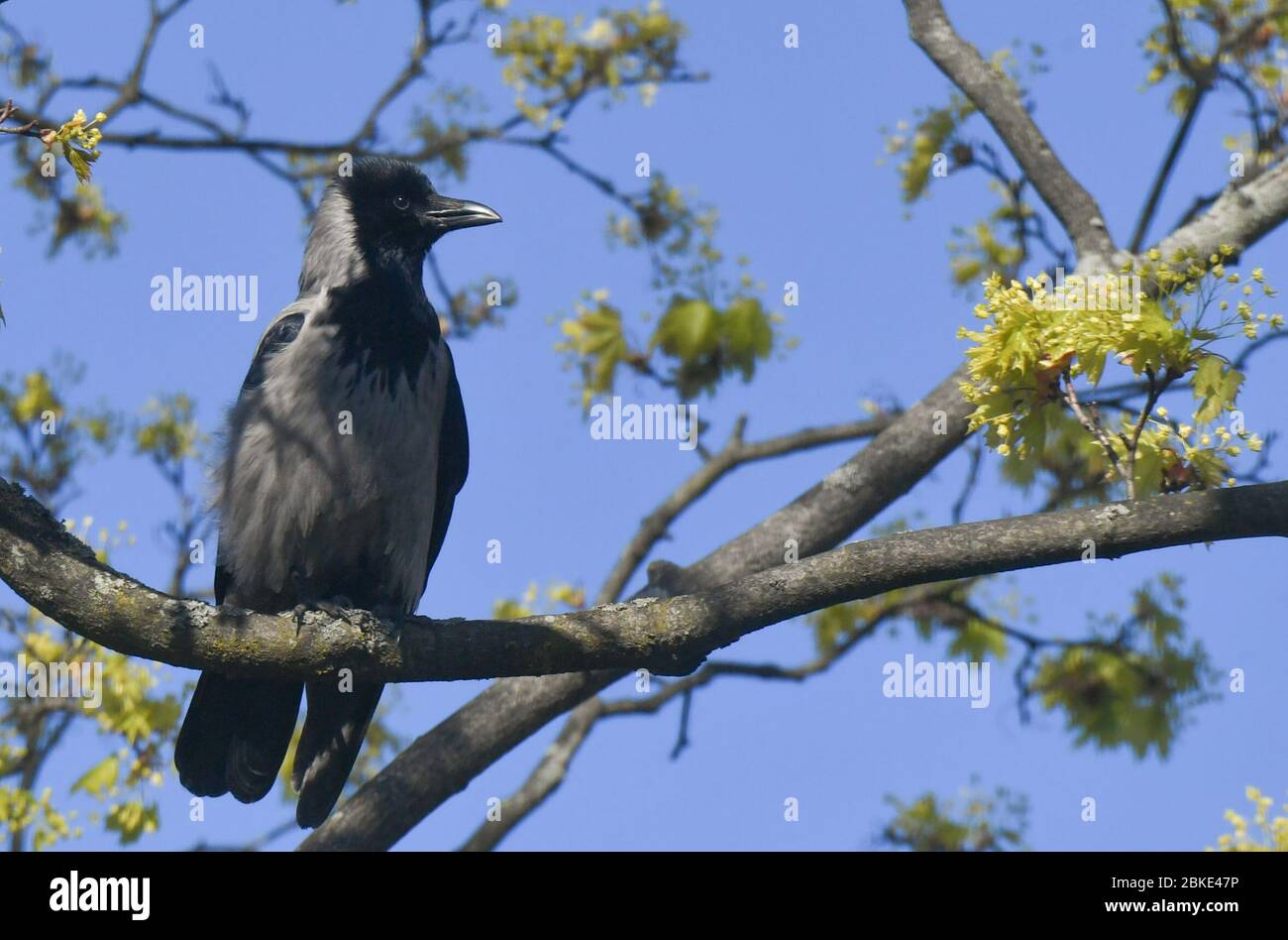 Jens raven hi-res stock photography and images - Alamy