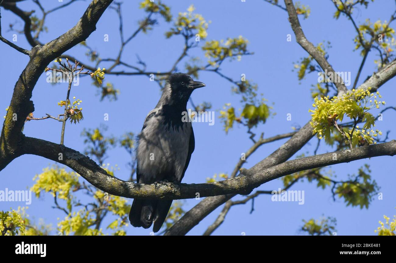 Jens raven hi-res stock photography and images - Alamy