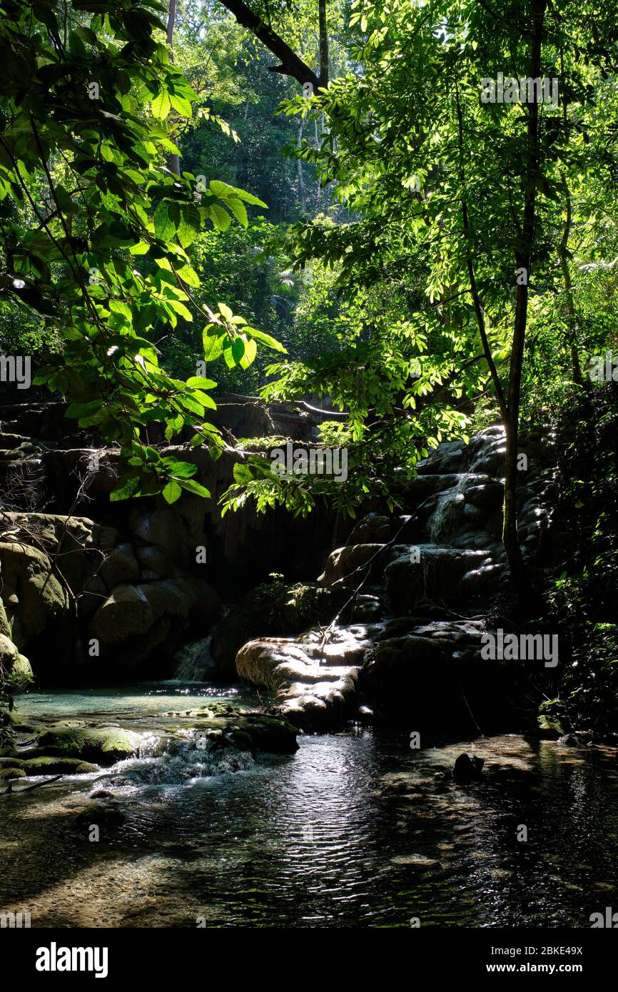 Chiapas Mexico Rain Forest High Resolution Stock Photography and Images ...