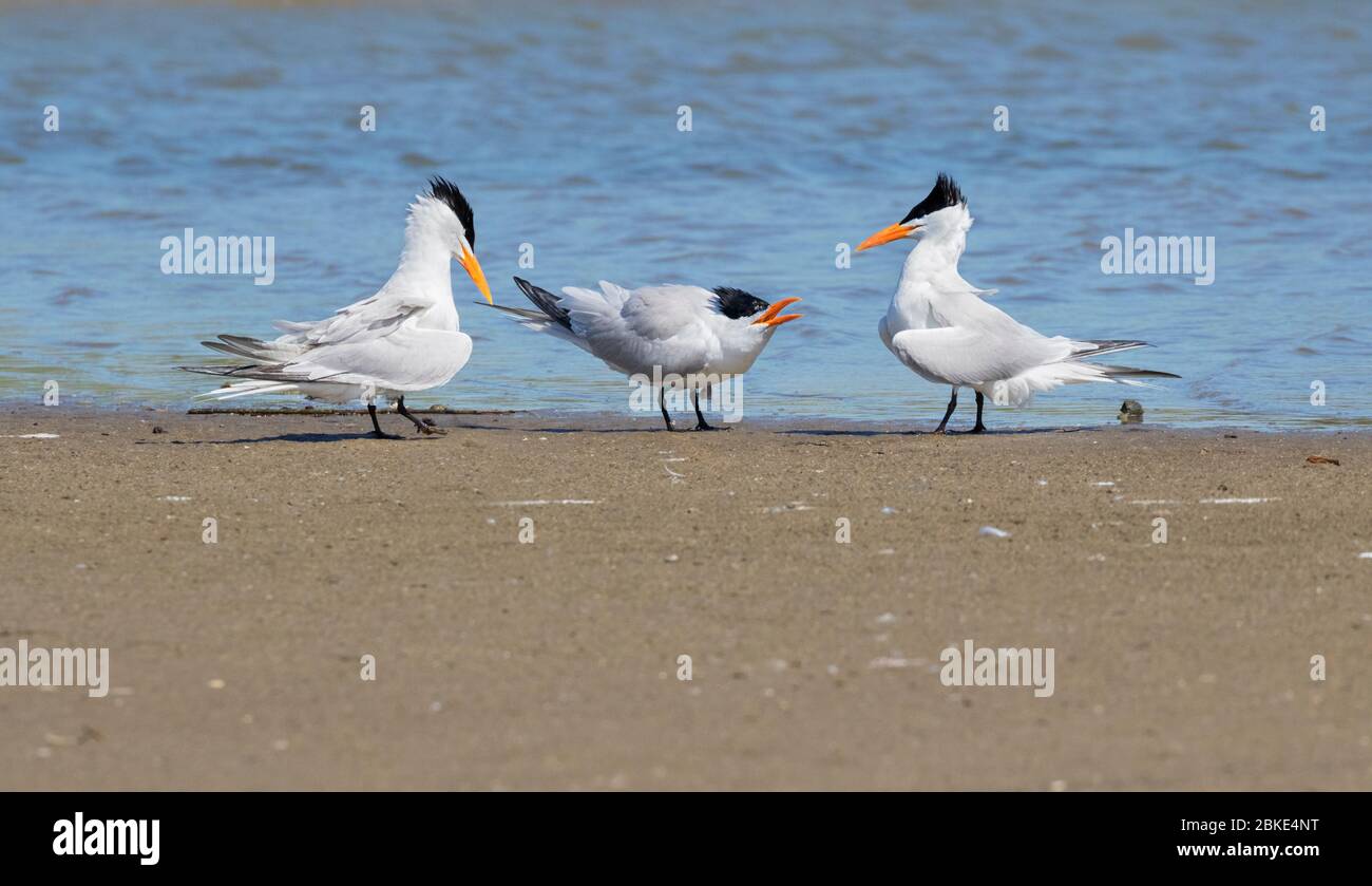 Courtship ritual of royal terns (Thalasseus maximus, Galveston, Texas ...