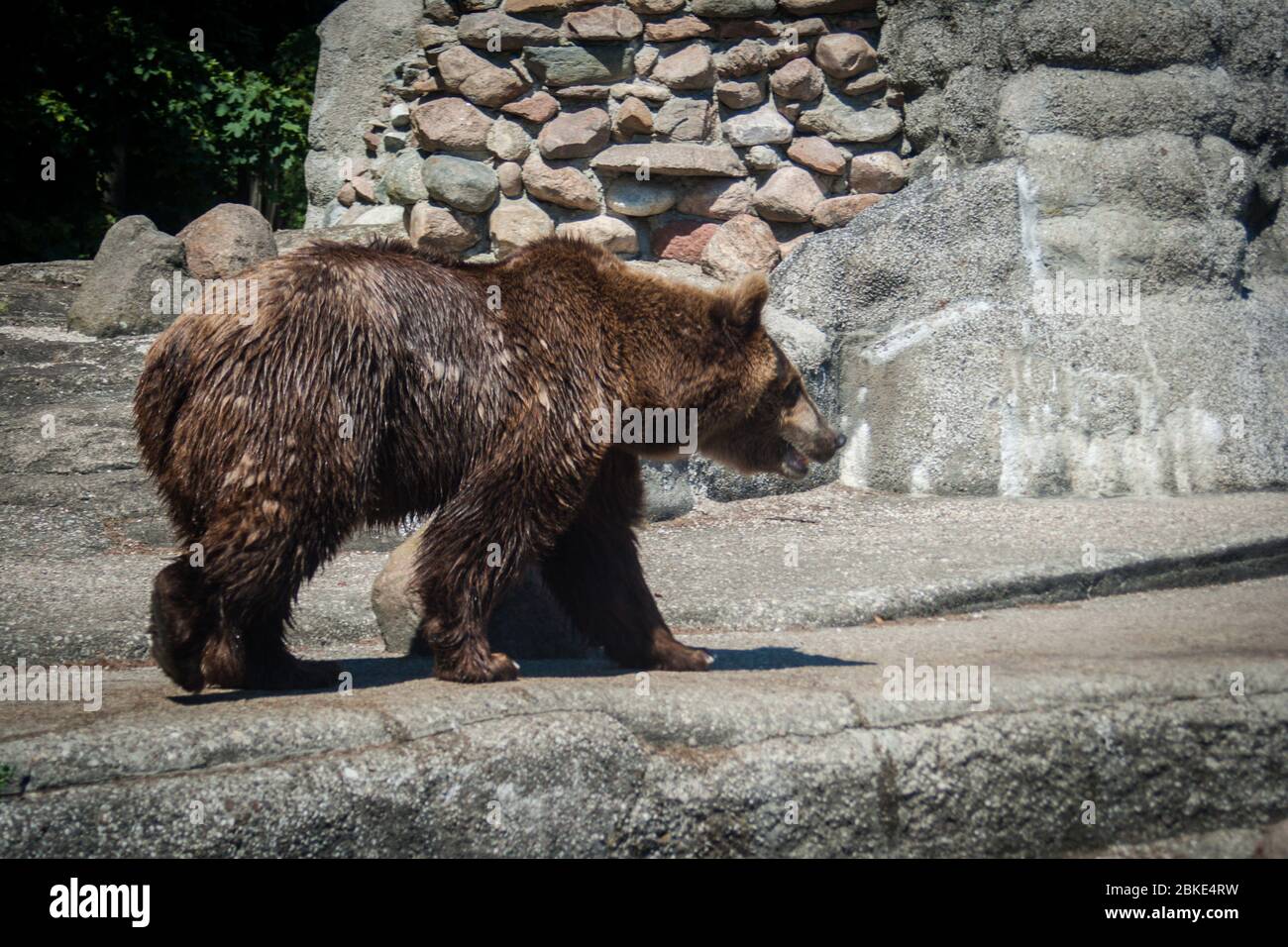 Forest animals bear wildlife hi-res stock photography and images - Alamy