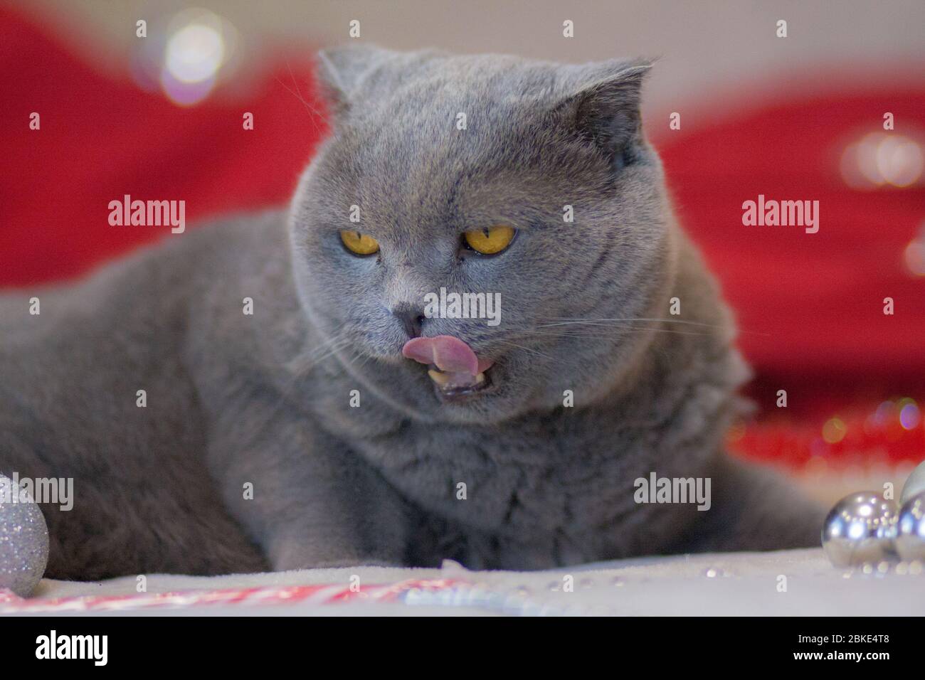 The cat is gray. British breed. Beautiful and cute kitten Stock Photo ...