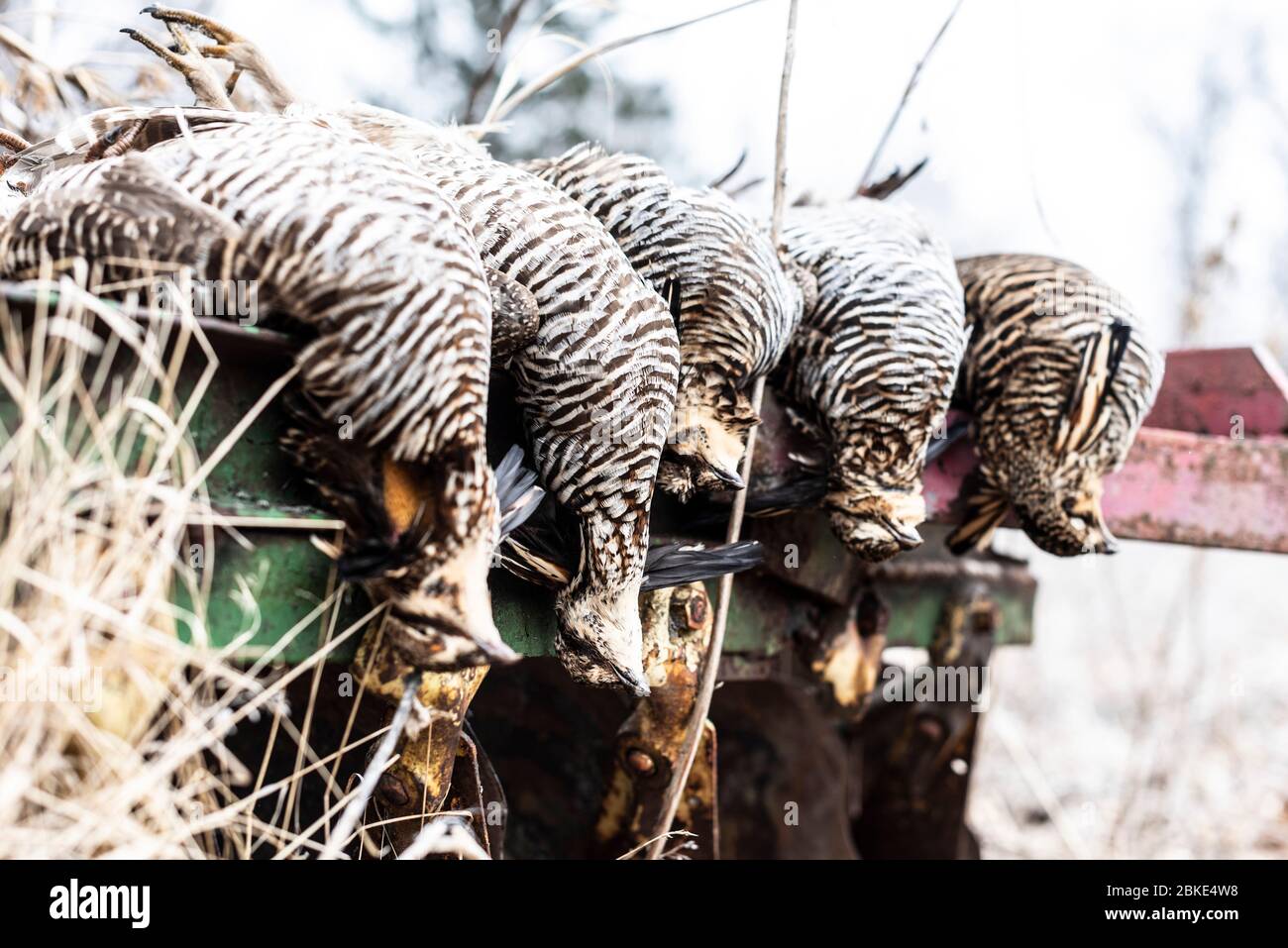 A successful day of Prairie Chicken hunting in Nebraska Stock Photo - Alamy