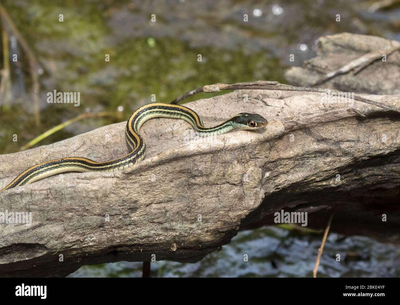 Thamnophis sauritus sauritus, the eastern ribbon snake or common ribbon ...