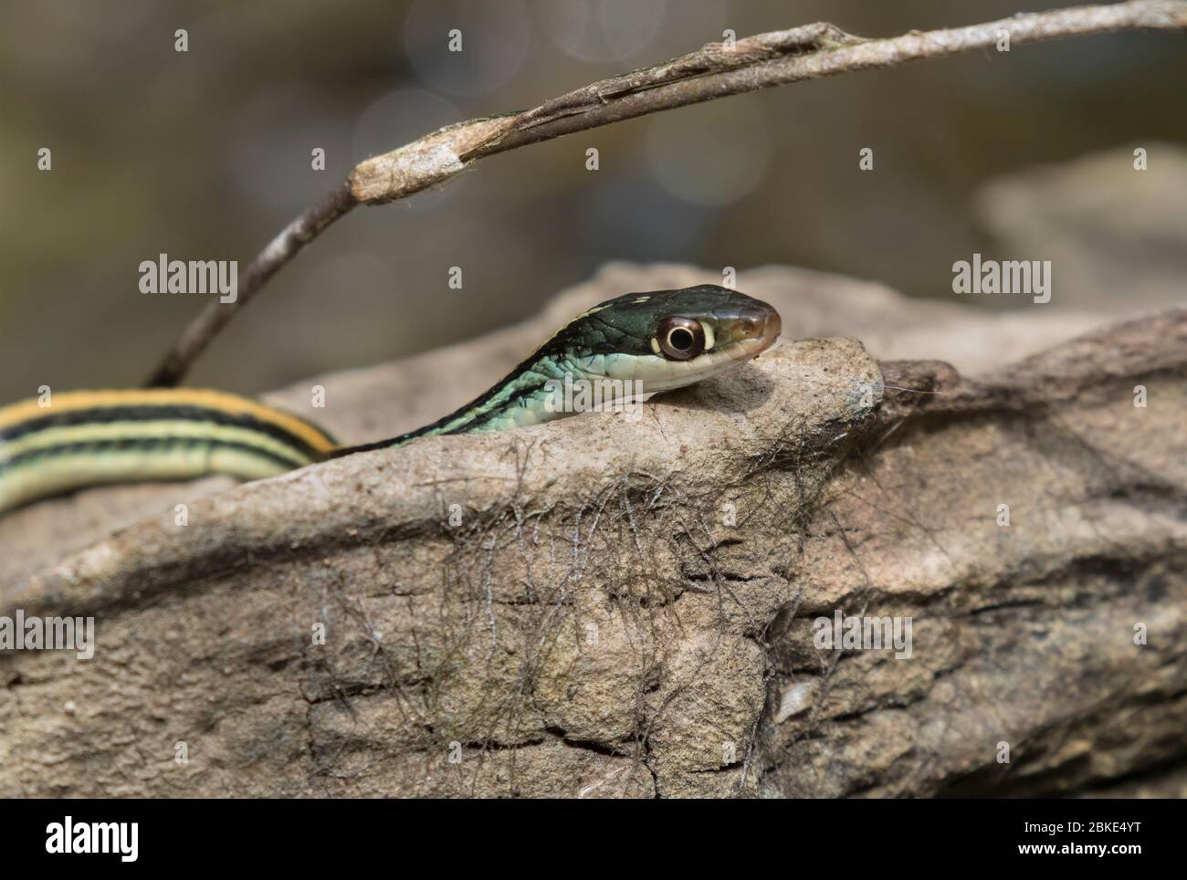 Thamnophis sauritus sauritus, the eastern ribbon snake or common ribbon ...