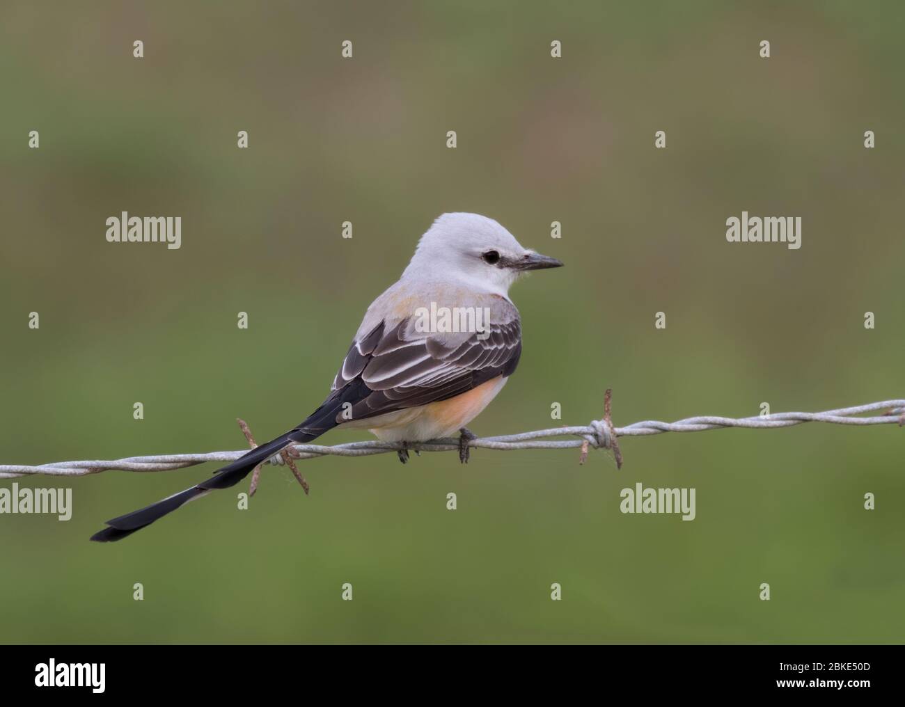 The scissor tailed flycatcher (Tyrannus forficatus) on a ...