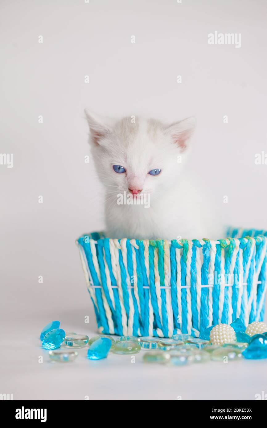 Snow-white kitten on a white background in a blue gift box Stock Photo ...