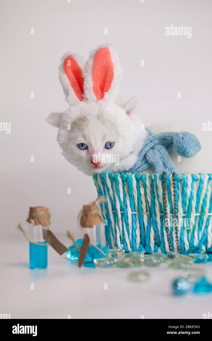 Snow-white kitten on a white background in a blue gift box. In a hat of ...