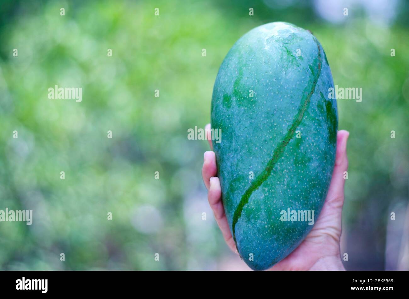 Large mango. The fruit is large compared to female palms Stock Photo ...