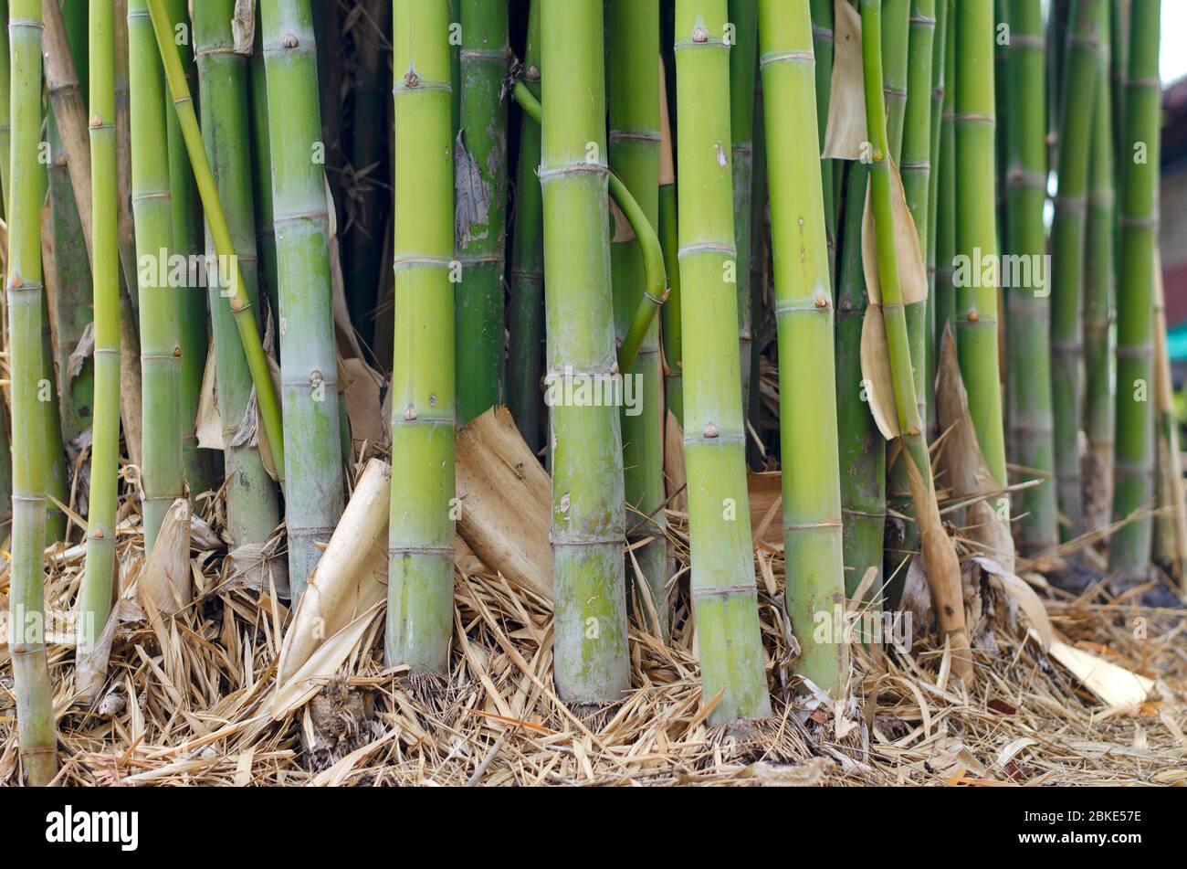 Stems of bamboo hi-res stock photography and images - Alamy