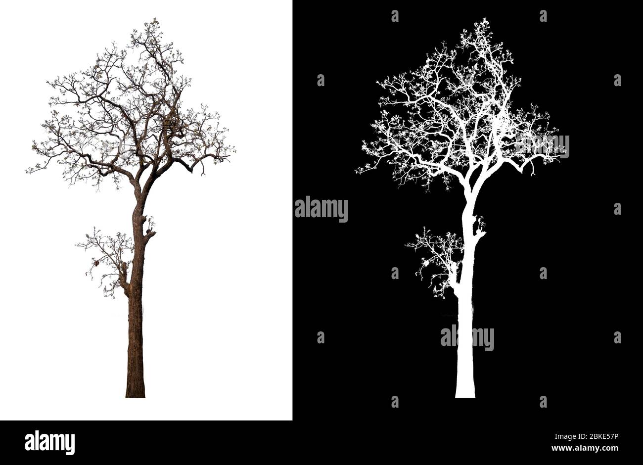 isolated tree without leaves on white background with clipping path and ...