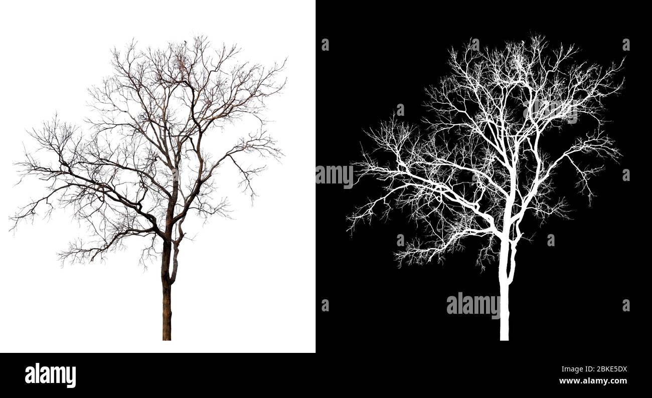 Fall leaves alpha channel hi-res stock photography and images - Alamy