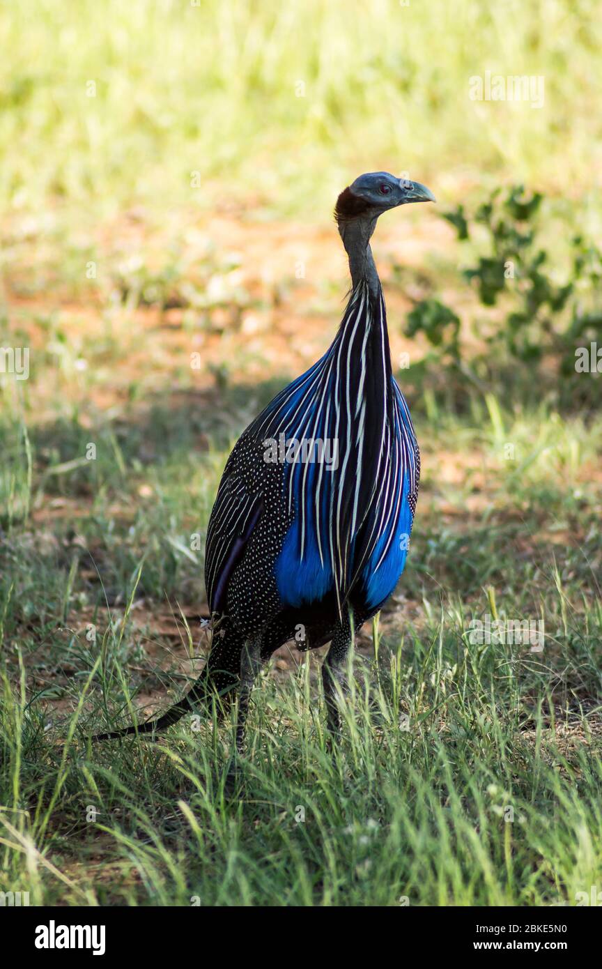 Wildlife scene in the nature of Samburu Park. Kenya bird, guinea fowl ...