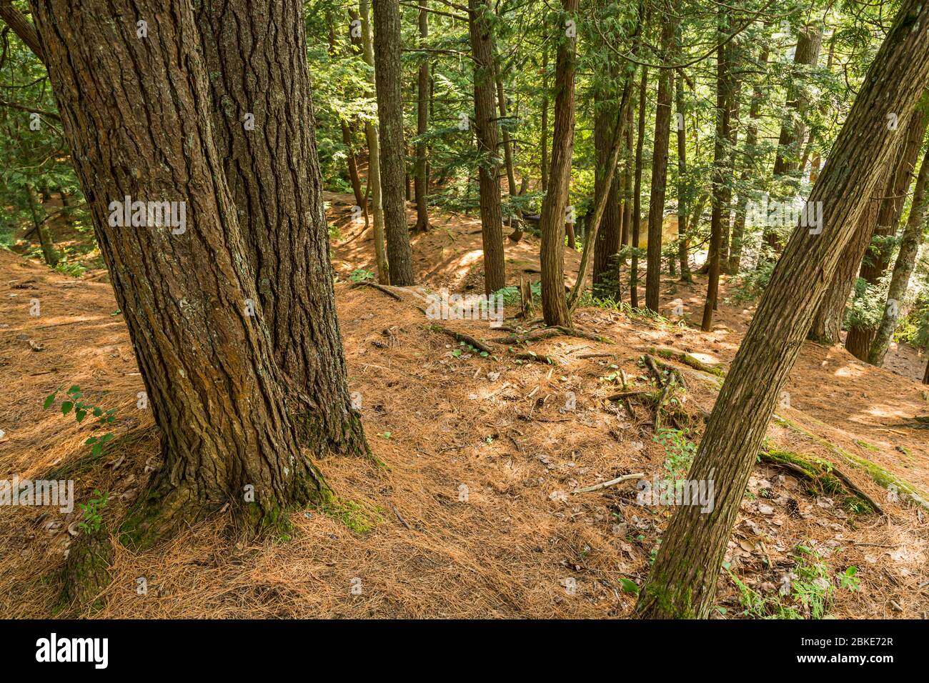 Canadian Forest in summer Stock Photo - Alamy