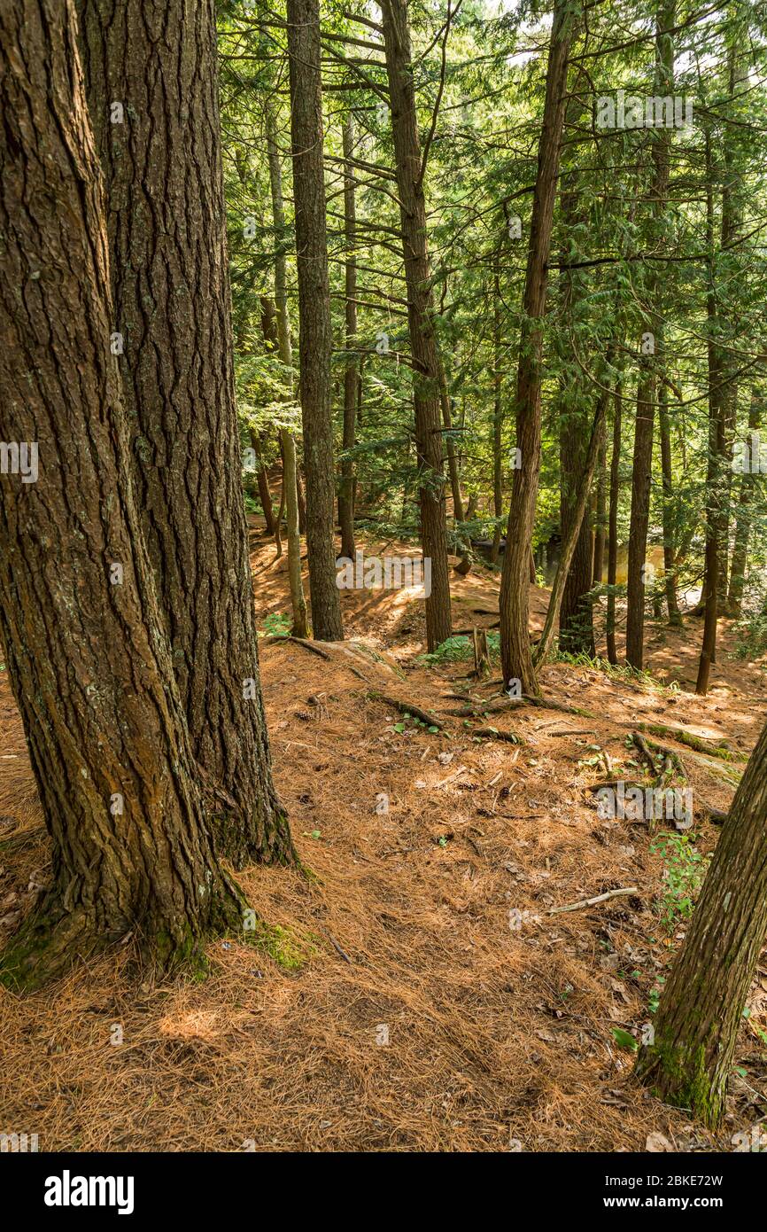 Canadian Forest in summer Stock Photo - Alamy