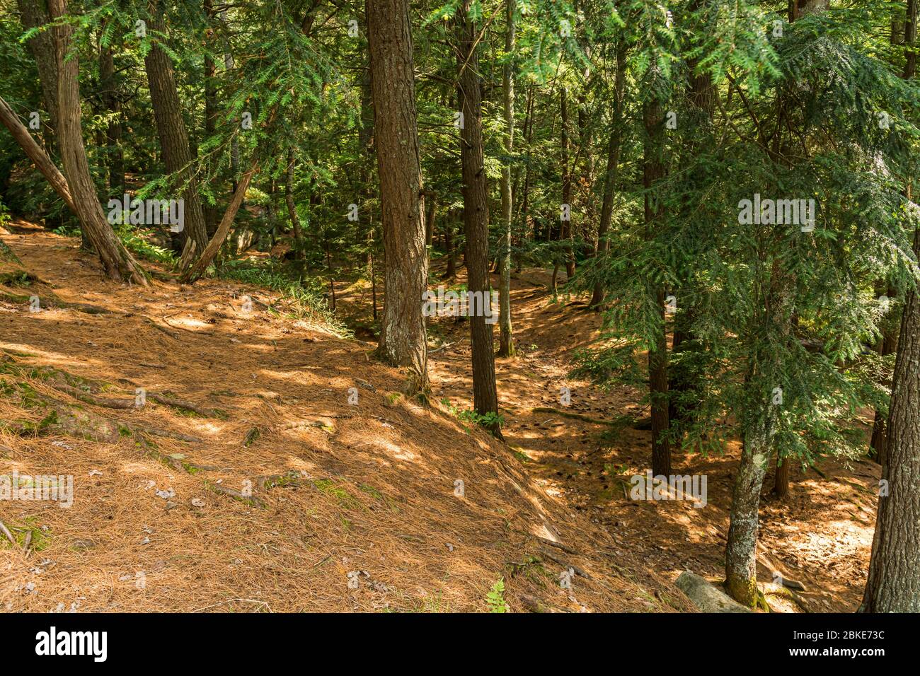 Canadian Forest in summer Stock Photo - Alamy