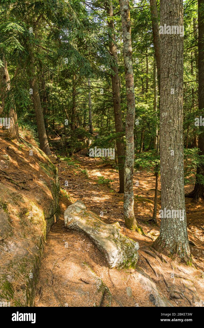 Canadian Forest in summer Stock Photo - Alamy