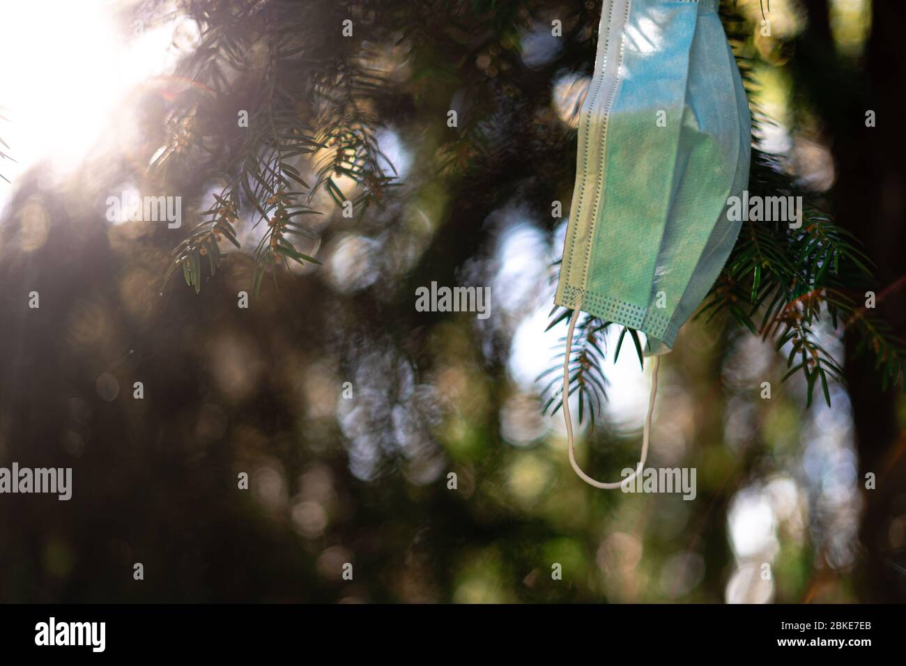 Medical mask on the tree outdoors. Pollution from covid-19 quarantine ...