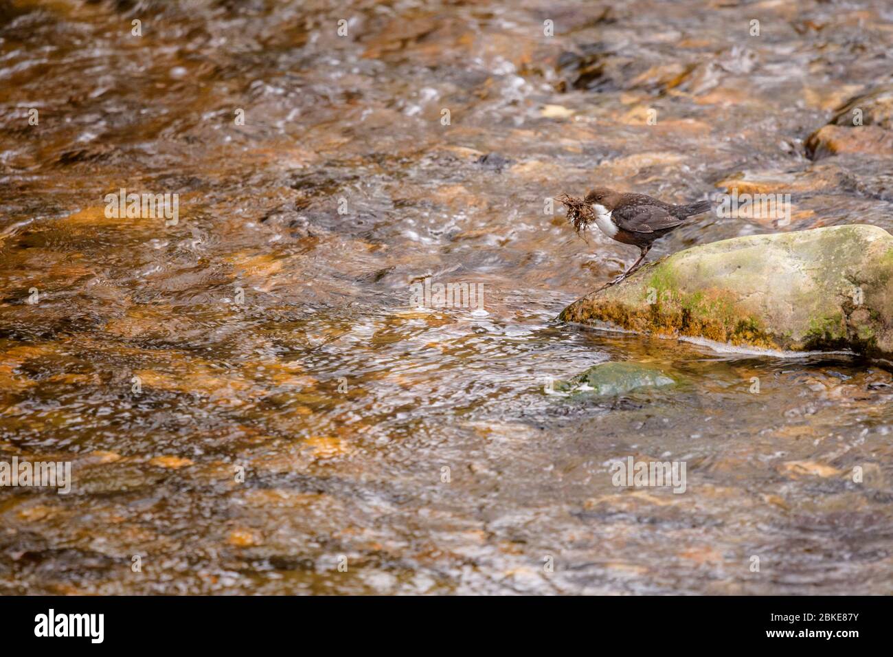 A European Dipper on a rock collecting nesting material Stock Photo - Alamy